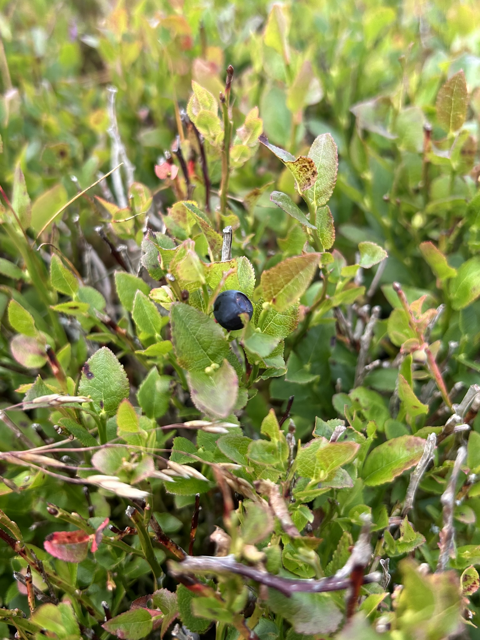 Bilberry – Moorland Ramblings