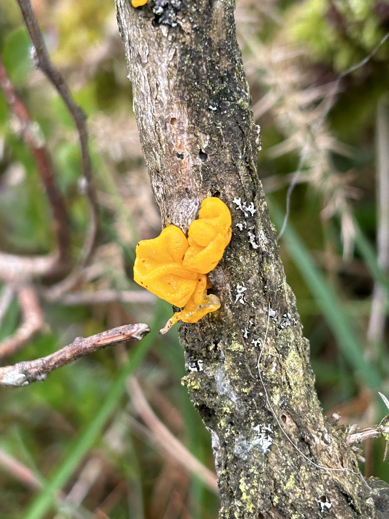 Witches’ Butter – Moorland Ramblings